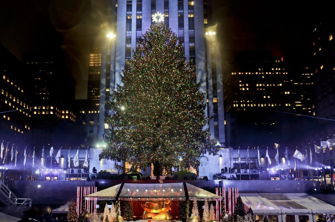 Norway spruce are some of the most recognizable trees | News, Sports ...